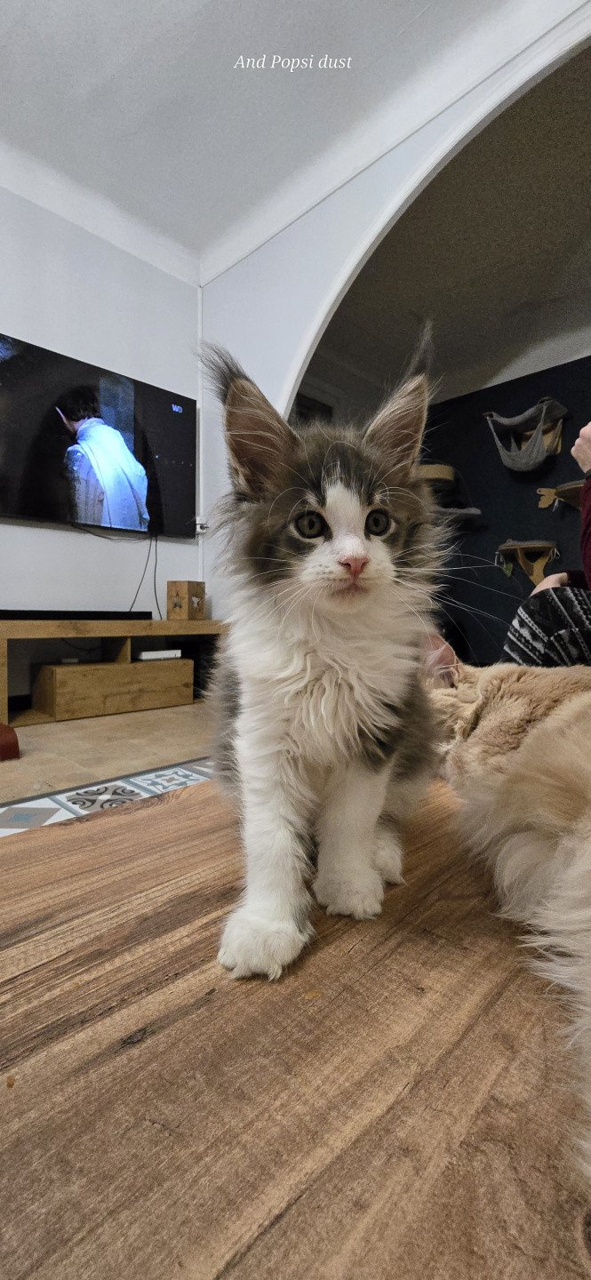Unkee And Popsi dust - Chat Maine coon Bouches-du-Rhône