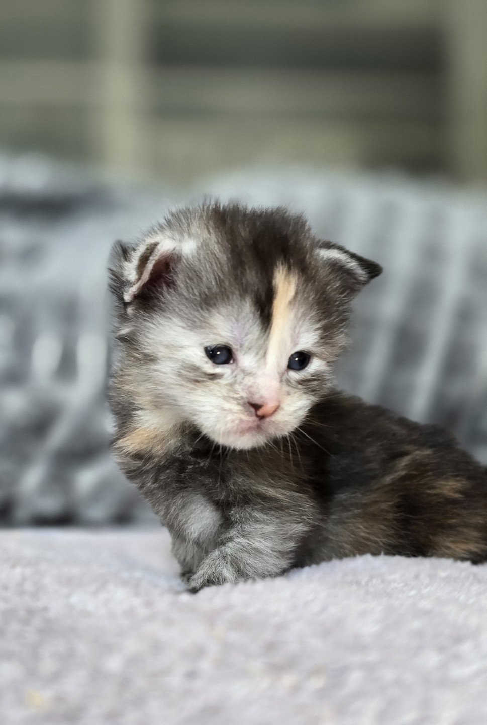 X'Brooklyn and Popsi dust And Popsi dust - Chaton Maine coon Bouches-du ...