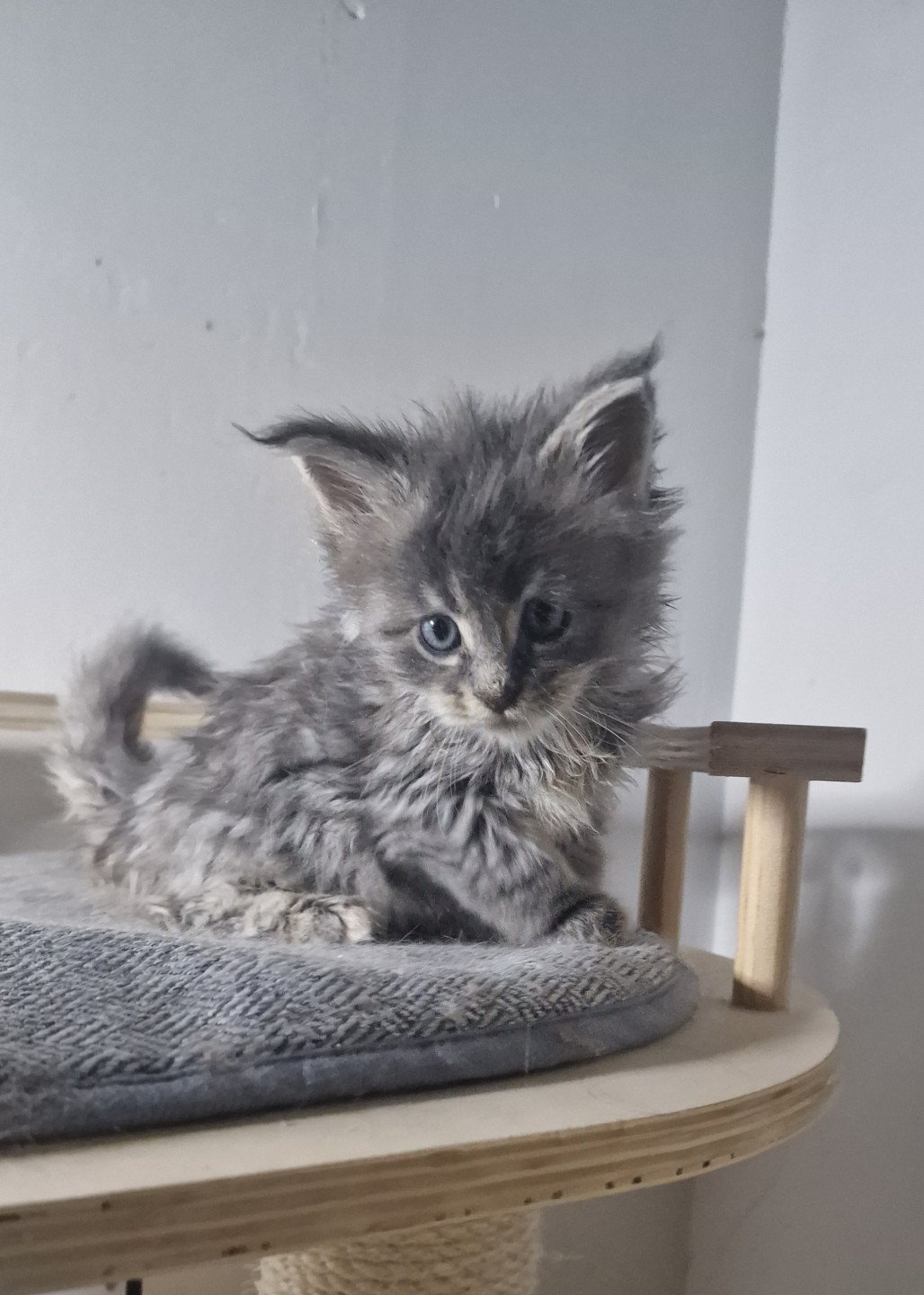 Time bomb and Popsi dust And Popsi dust - Chaton Maine coon Bouches-du ...