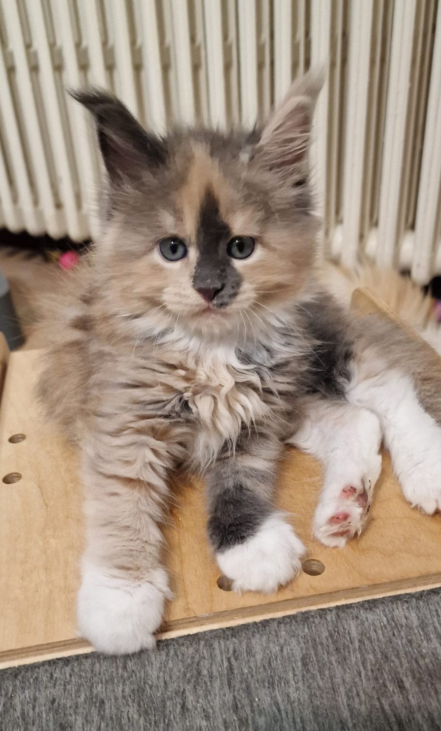 U-zu And Popsi dust - Chaton Maine coon Bouches-du-Rhône