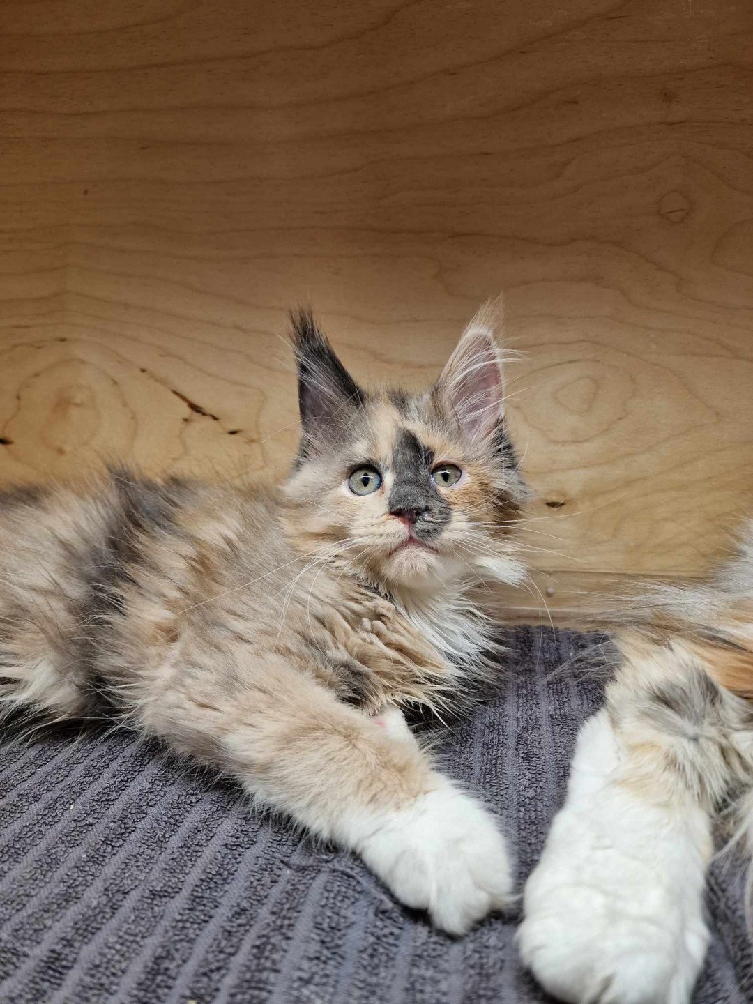 U-zu And Popsi dust - Chaton Maine coon Bouches-du-Rhône