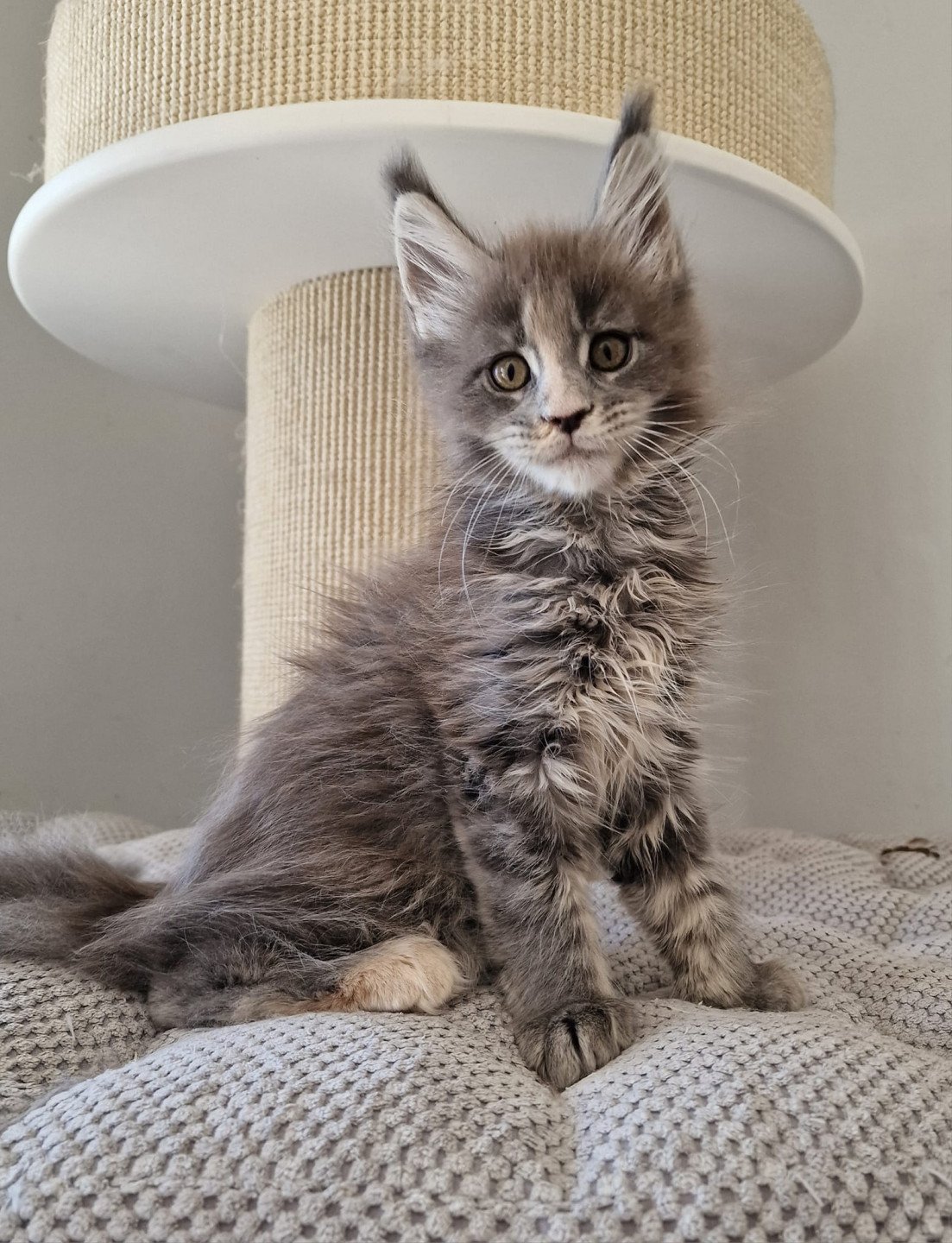 Unzile And Popsi dust - Chat Maine coon Bouches-du-Rhône