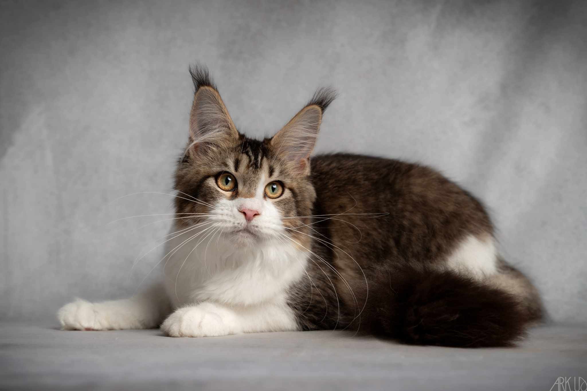 Up your alley And Popsi dust - Chaton Maine coon Bouches-du-Rhône